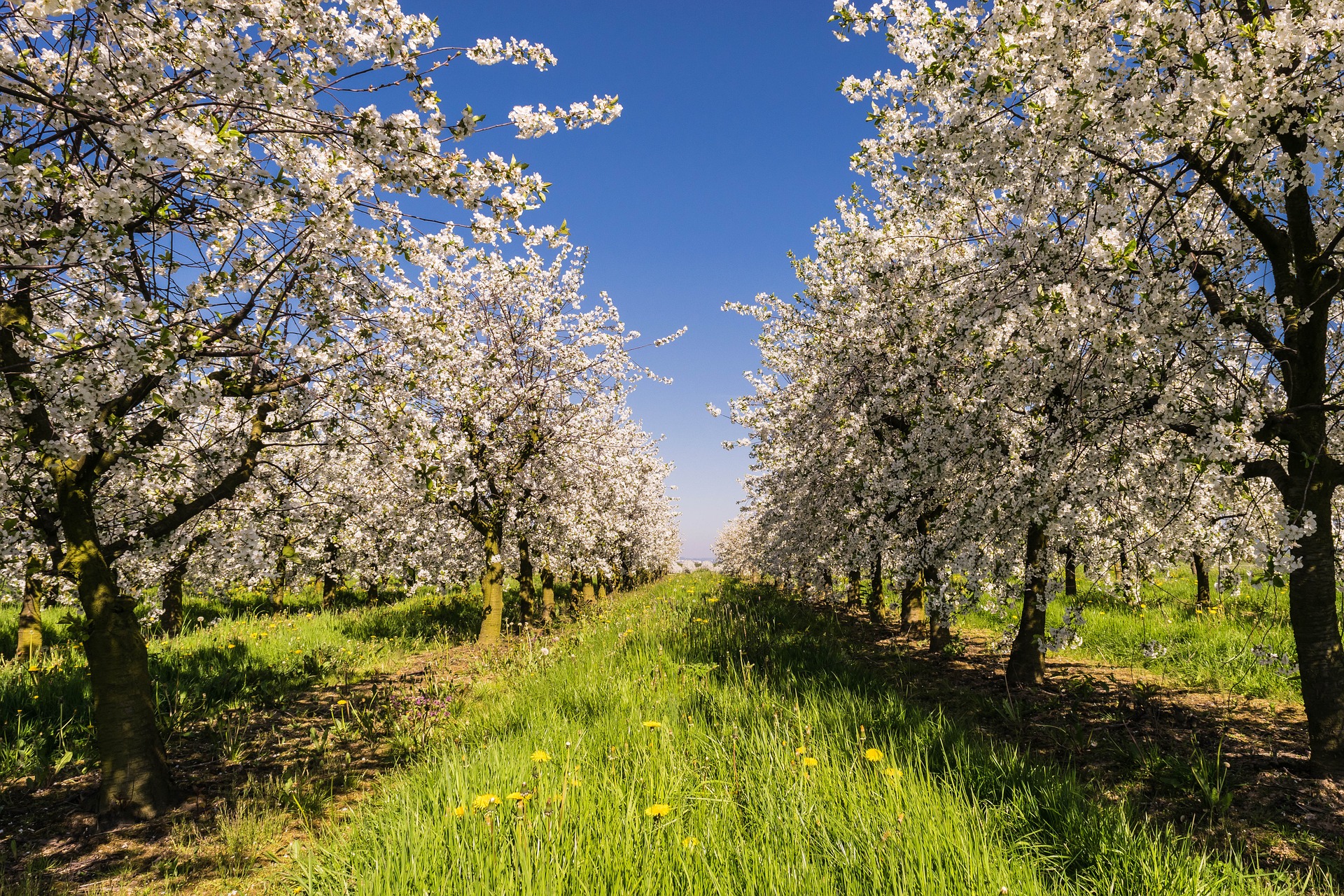 Fruitbomen en sierbomen, de beste en meest milieuvriendelijke zorg ...