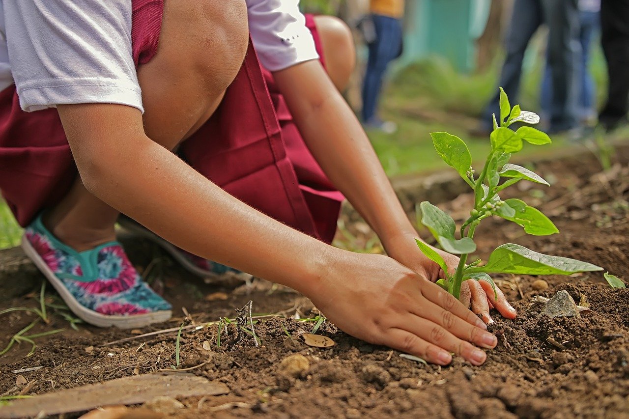Boom planten? Met 5 stappen een boom planten in je tuin! - Waarom Duurzaam